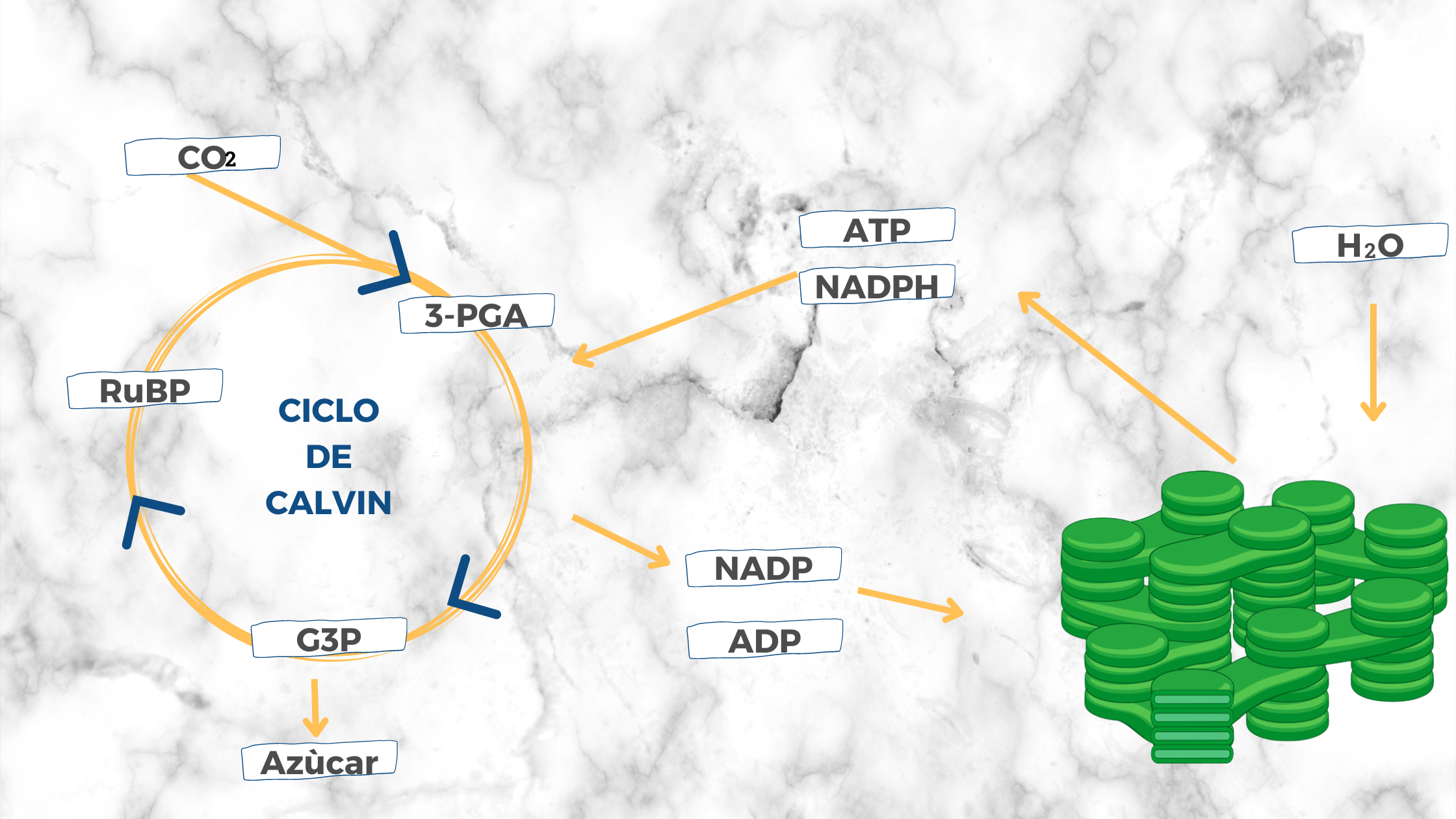 La fotosíntesis, entre energía, reacciones y fases.